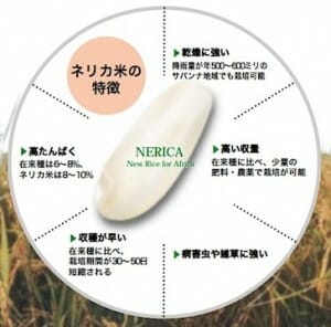 アフリカの飢餓を救う米：ネリカ（NERICA） – Nobuyuki Kokai