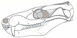 最古の哺乳類（Brasilodon quadrangularis）を歯の化石から特定 – Nobuyuki Kokai